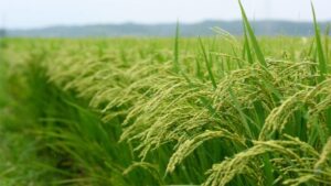 TARI Uyole launches drought tolerant rice growing project - Daily News