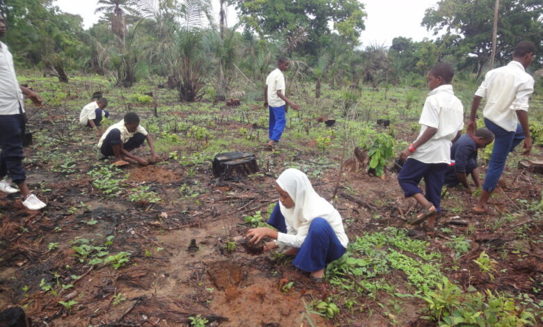 Afforestation campaign in-offing - Daily News