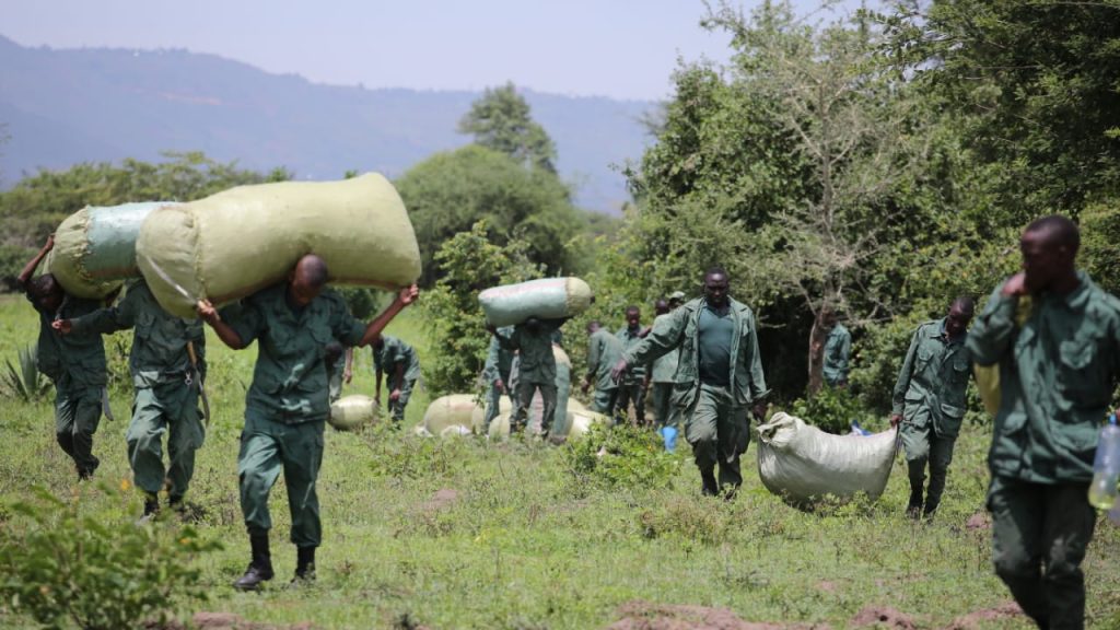 DCEA destroys 807 hectares of cannabis farms - Daily News