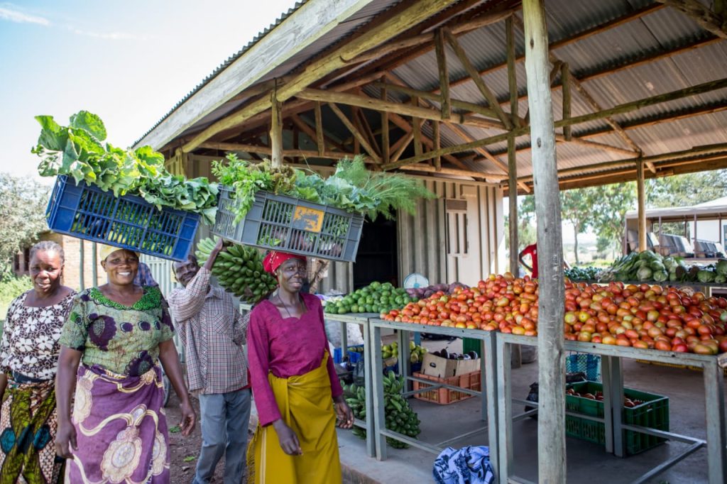 Grumeti Reserves empowers Serengeti villagers through GHOMACOS - Daily News