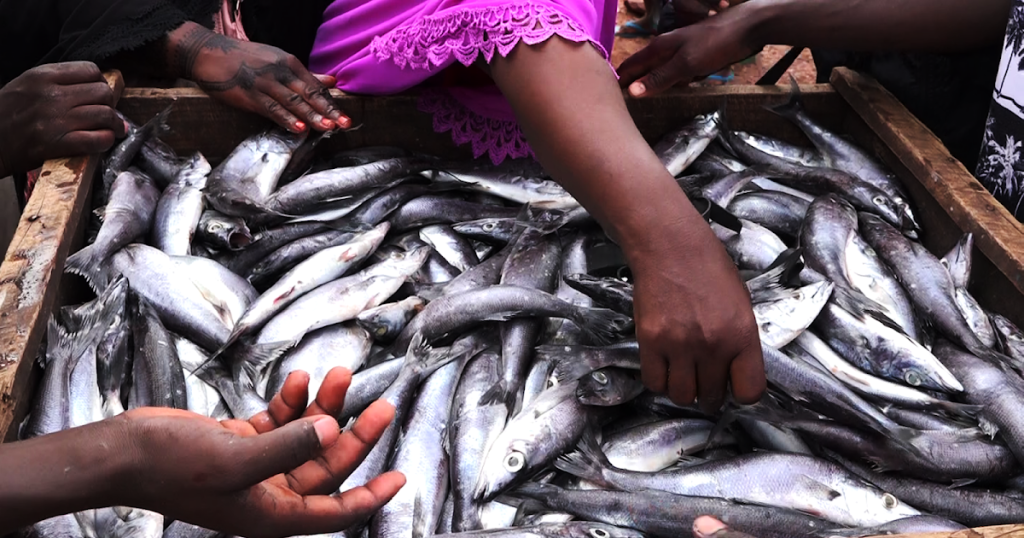 Lake Tanganyika fish stock down by 18 per cent - Daily News