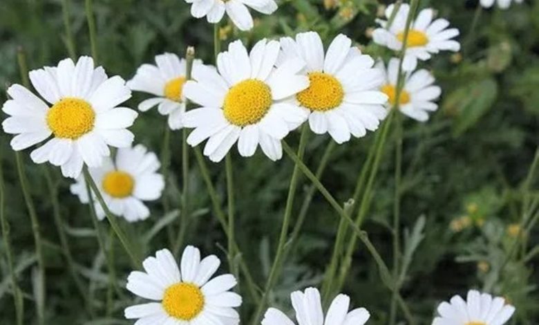 Pyrethrum farmers identified as role models in crop farming - Daily News