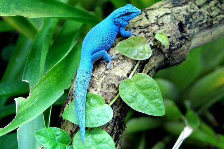 COLUMN: IN THE WILD. The glowing blue gecko of Kimboza forest - Daily News