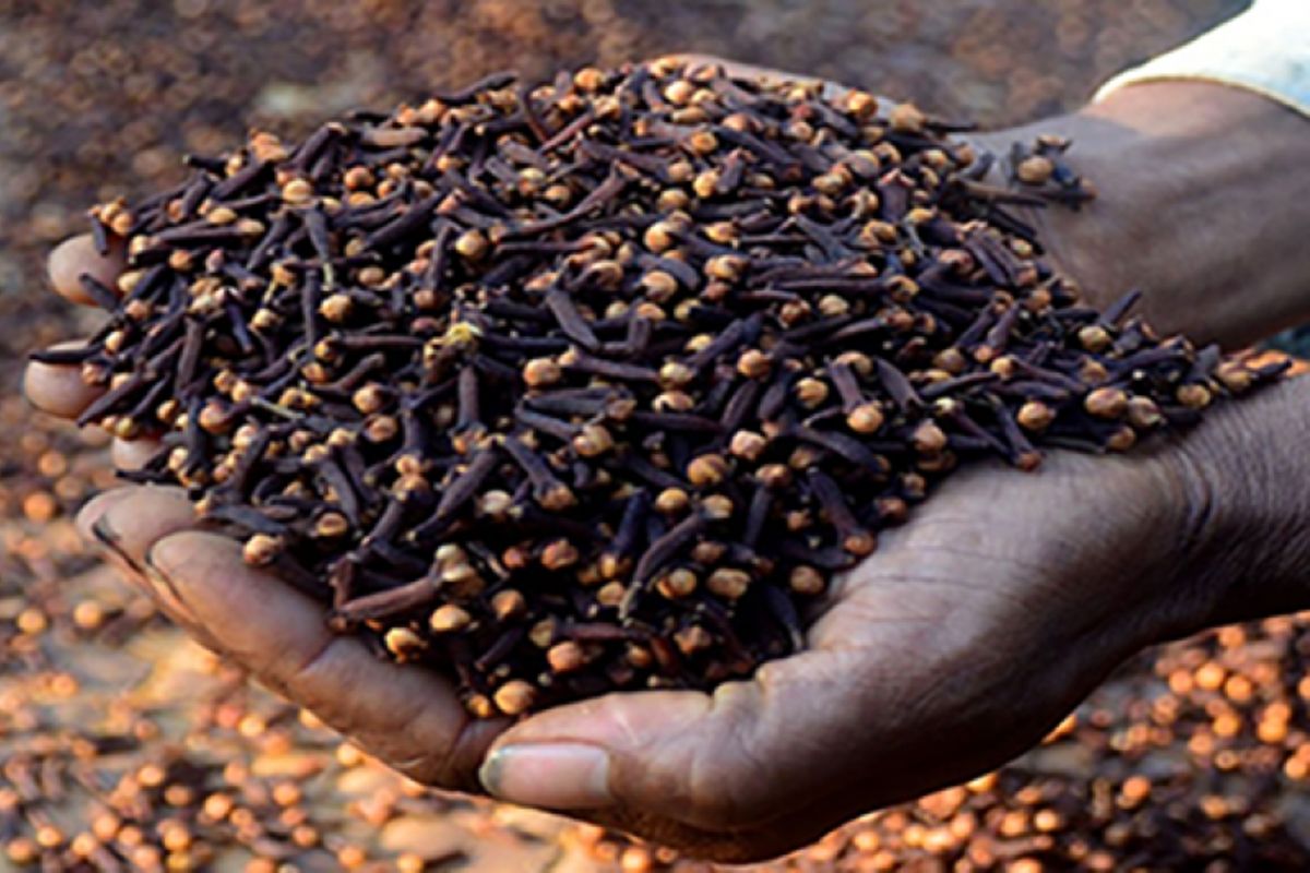 ZSTC targets 500 tonnes of cloves from Tanga, Morogoro for 2024/2025 ...