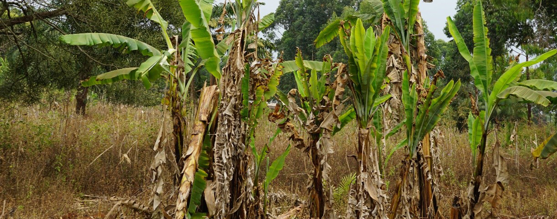 Experts call for urgent action as BBTD spreads across seven regions ...