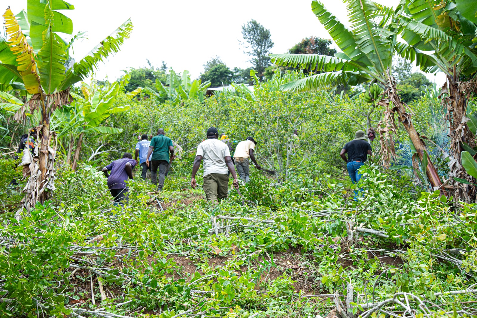 Khat kingpin netted - Daily News