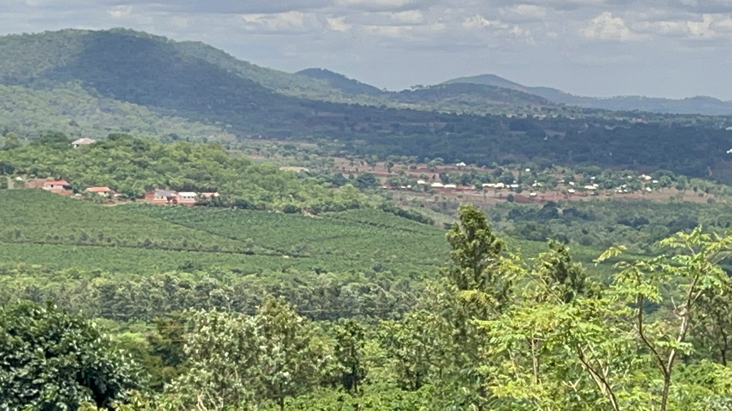 From Beans to Benzes: How Coffee is brewing prosperity in Mbinga ...