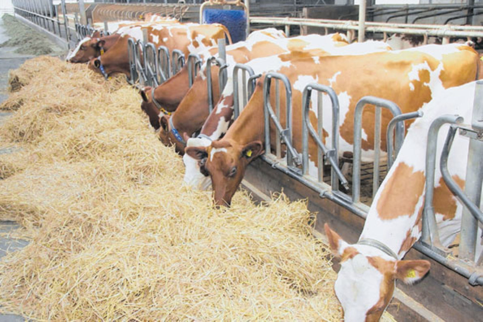 TADB issues 530m/- loan to enhance dairy infrastructure - Daily News