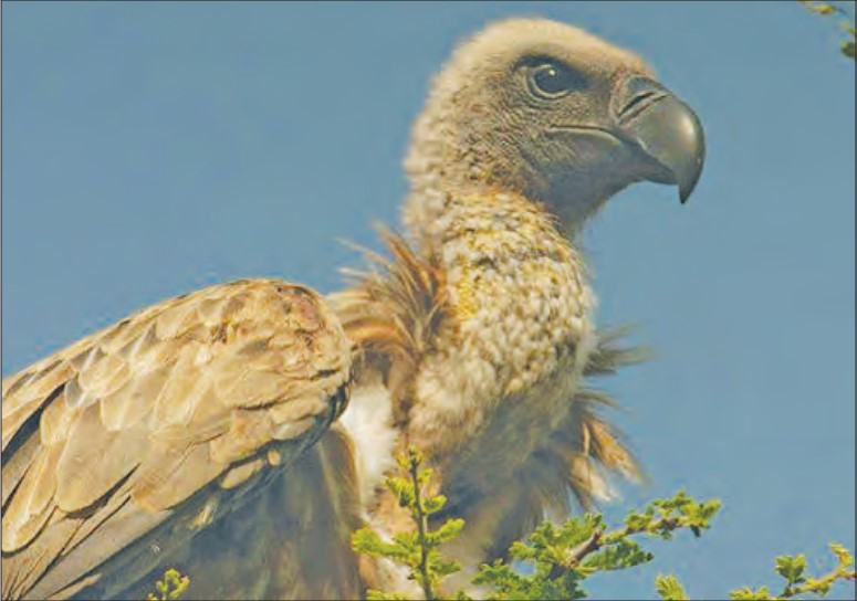 Vultures are veterinary officers in the Savannah - Daily News