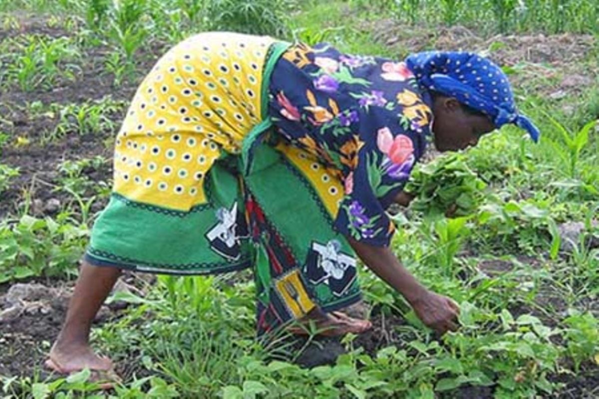 TOSCI registers 4.6 million farmers in maize seeds subsidy scheme ...