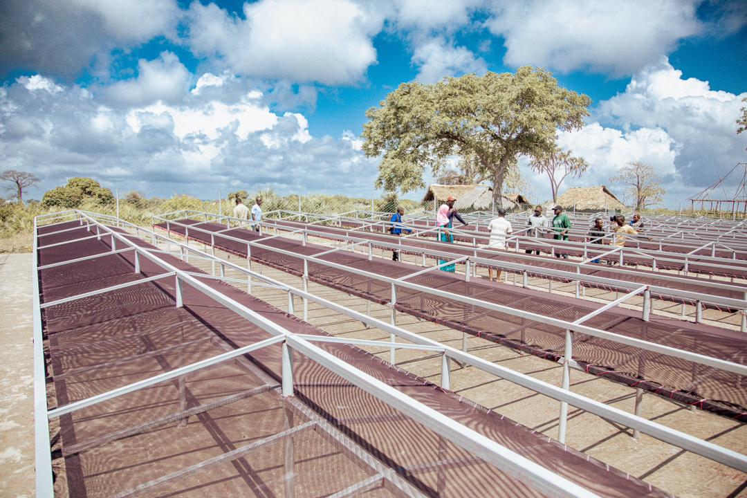New drying racks boost seaweed value chain in Somanga - Daily News