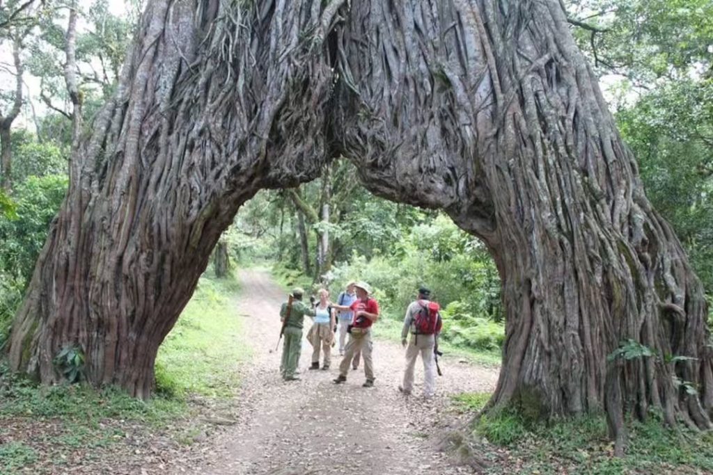 CNN Travel names Arusha as one of the favourite destinations for 2026 ...