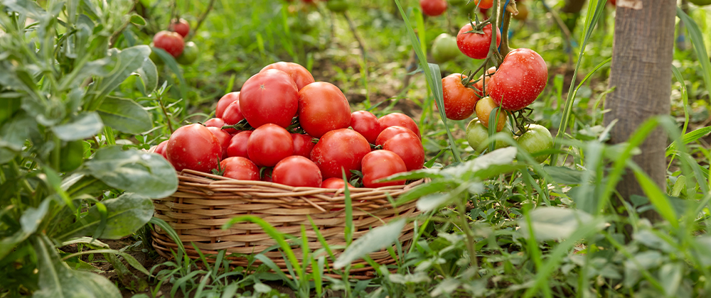What a tomato harvest taught me about wealth growing in Africa - Daily News