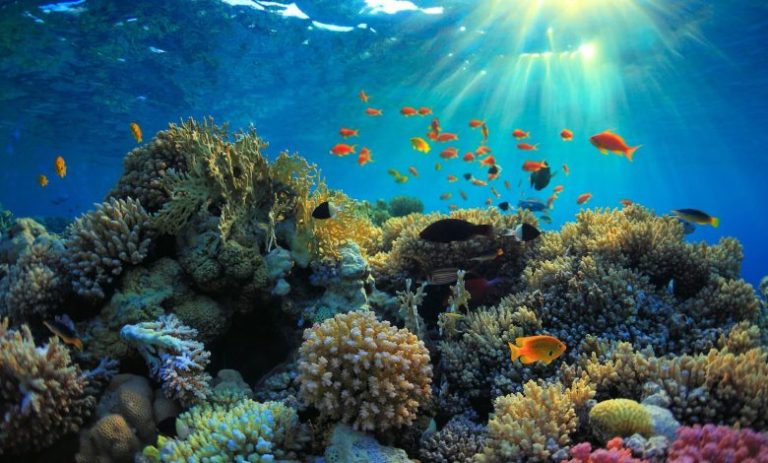 TZ makes strides in coral reef conservation under GEF project - Daily News