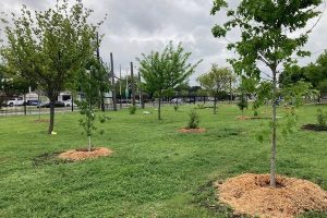 ‘Maintaining’ young trees is not a one-day activity - Daily News